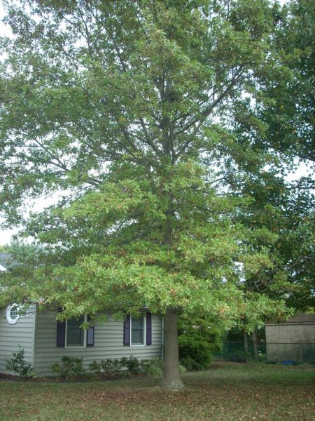 Fig wood, and free oak tree | Firewood Hoarders Club