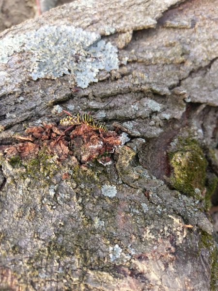 Locust borer beetles | Firewood Hoarders Club