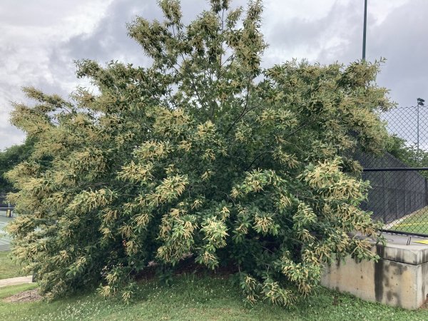 Dwarf Chestnut tree Castanea pumila | Firewood Hoarders Club
