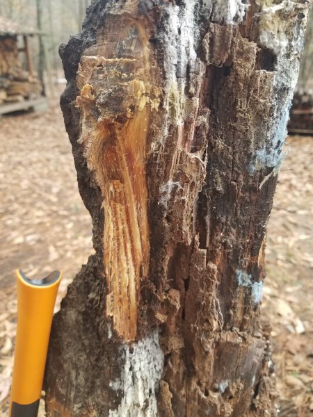 Fat wood stump | Firewood Hoarders Club
