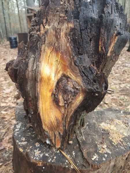 Fat wood stump | Firewood Hoarders Club